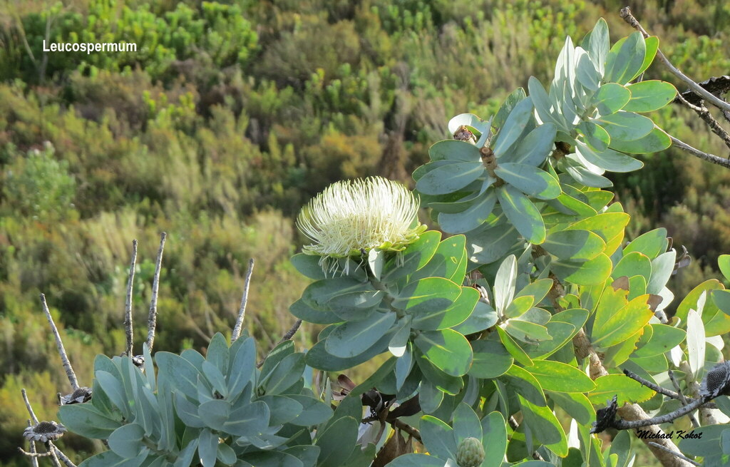 Wagon Tree from Betty's Bay, 7141, South Africa on May 22, 2024 at 10: ...