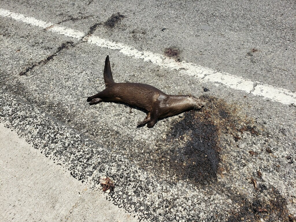 North American River Otter in August 2021 by James Dodson. I was ...