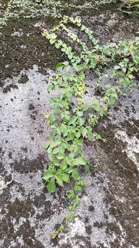 Diverse-leaved Creeper from Hong Kong on May 18, 2024 at 04:24 PM by ...