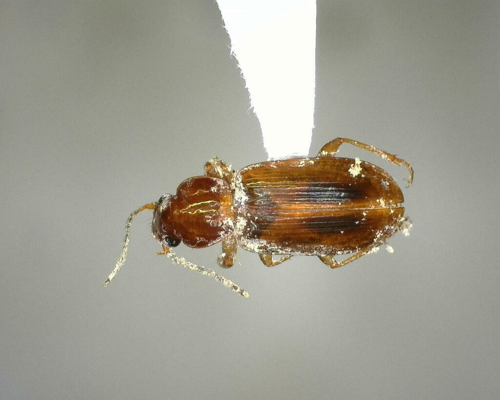 Bradycellus from Kimble County, TX, USA on May 31, 2023 at 11:34 AM by ...