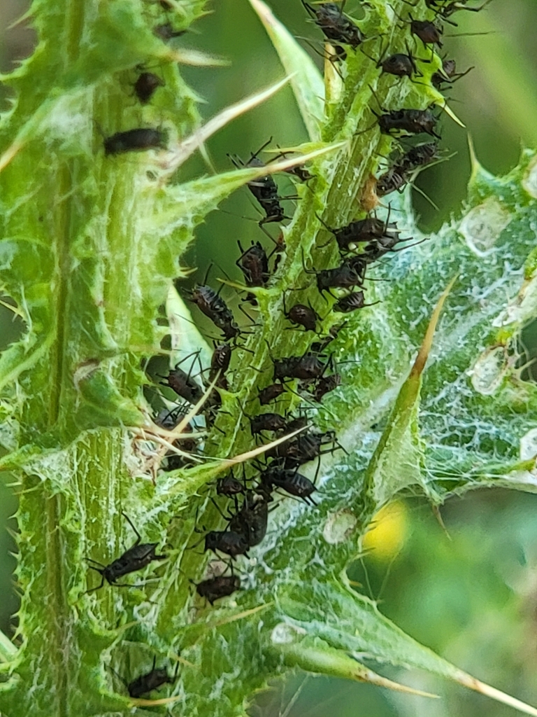 Aphidinae from 34570 Vailhauquès, France on May 22, 2024 at 06:17 PM by ...