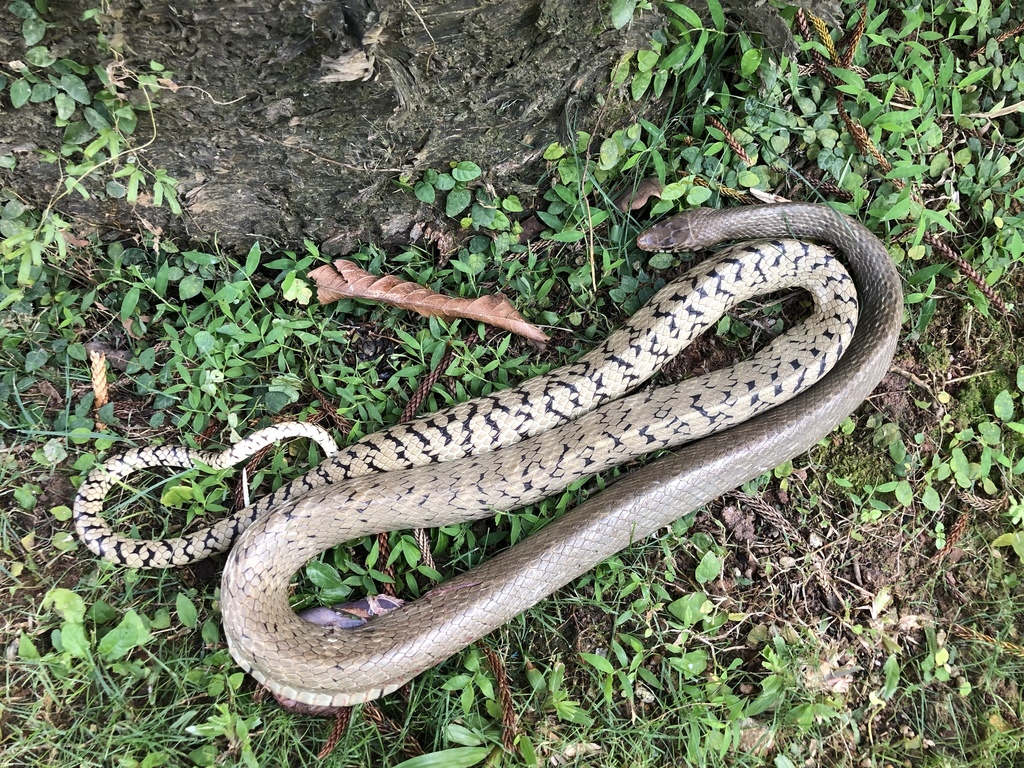 Oriental Rat Snake from Ngau Tei, Kwu Tung, New Territories, HK on May ...