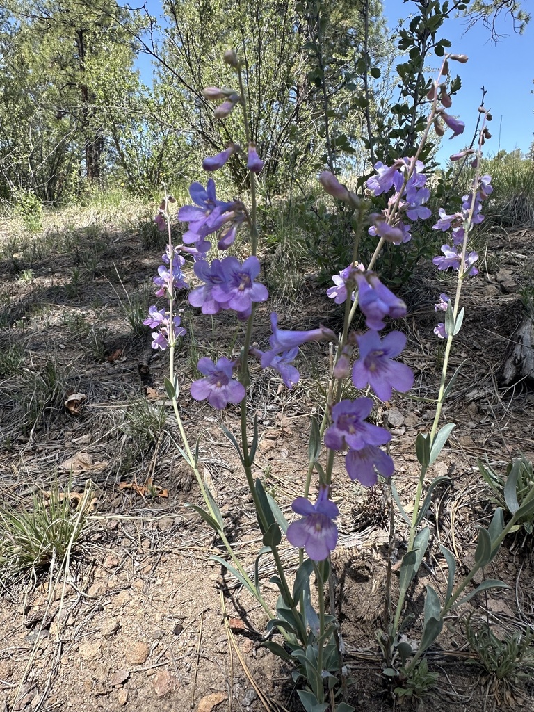 Sidebells Penstemon from Santa Fe National Forest, Los Alamos, NM, US ...
