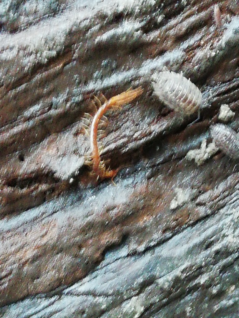 Cave Centipedes from Halton, England, United Kingdom on May 09, 2019 by ...