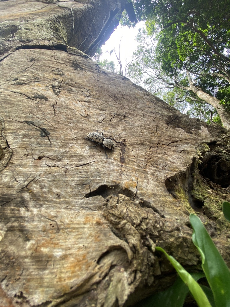 Zopherus jourdani from Tonalá, MX-CH, MX on May 8, 2024 at 09:55 AM by ...