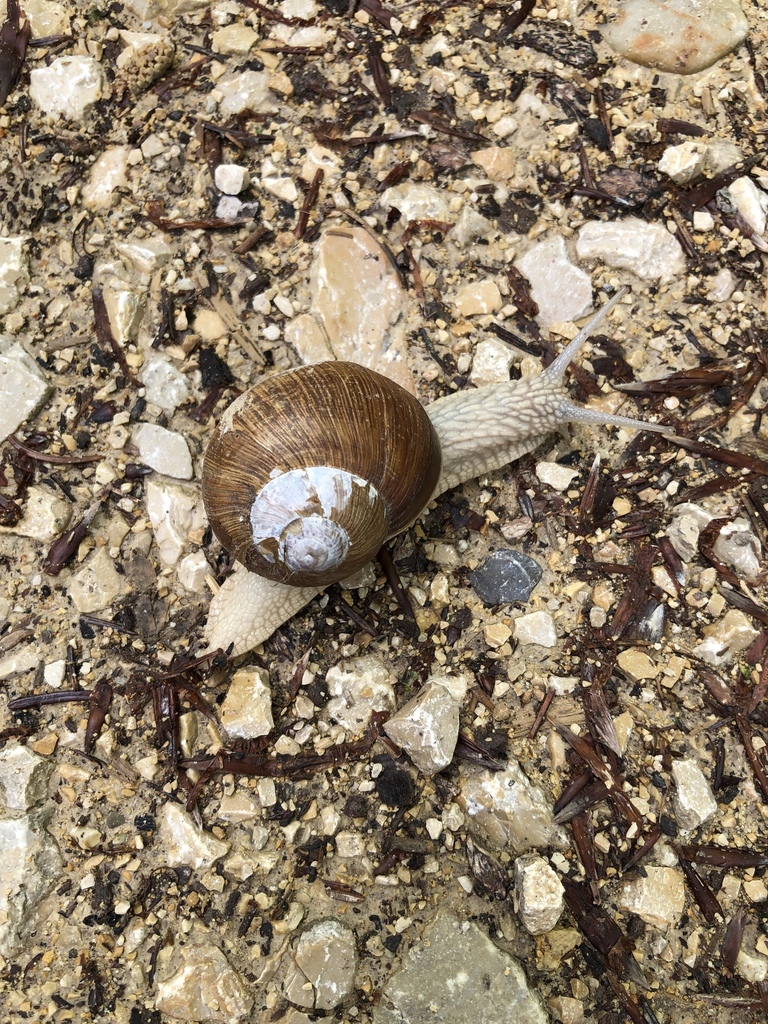 Roman Snail from 2562, Port, Bern, CH on May 10, 2019 at 02:56 PM by ...