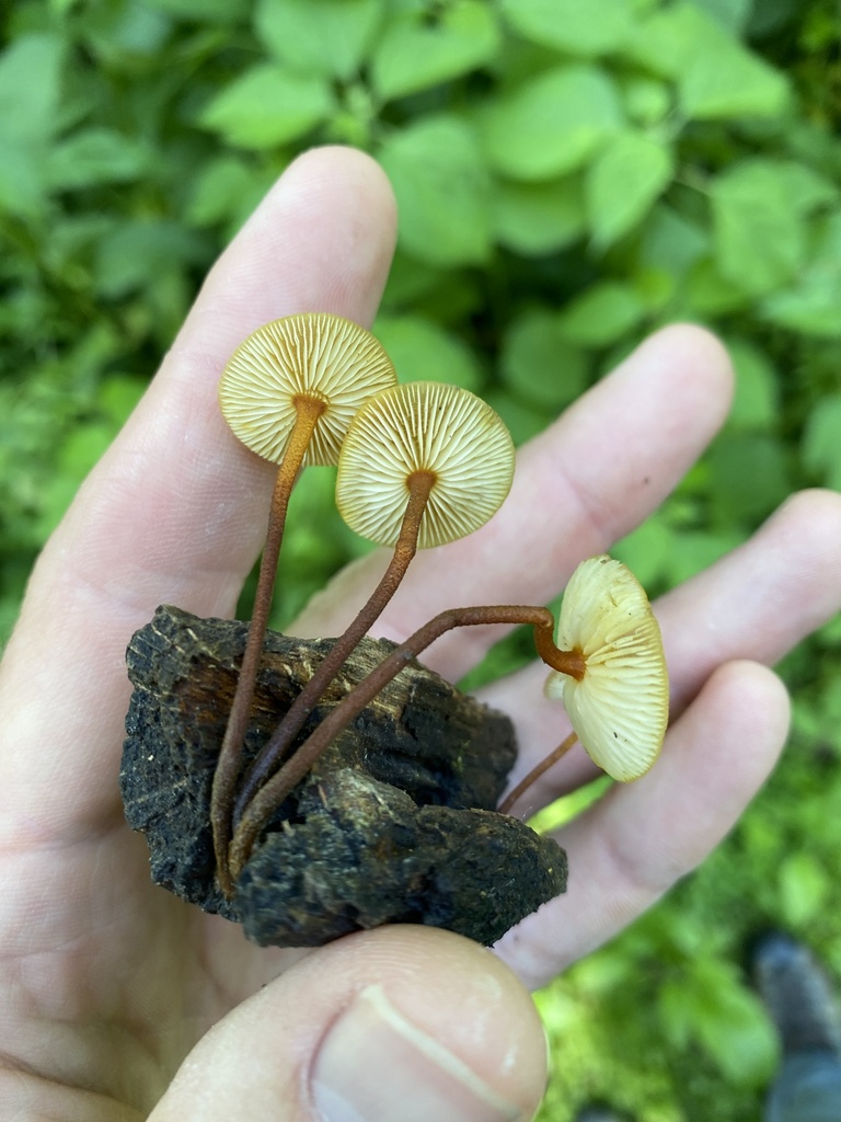 Heimiomyces tenuipes from Fontenelle Forest, Bellevue, NE, US on May 22 ...