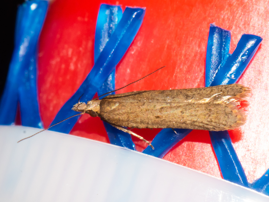 Palmerworm Moth from Anne Arundel County, MD, USA on May 7, 2019 at 11: ...