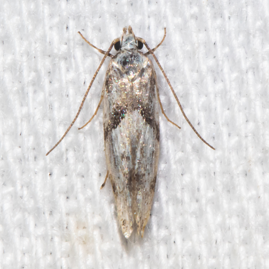 White Stripe-backed Moth from Anne Arundel County, MD, USA on May 07 ...