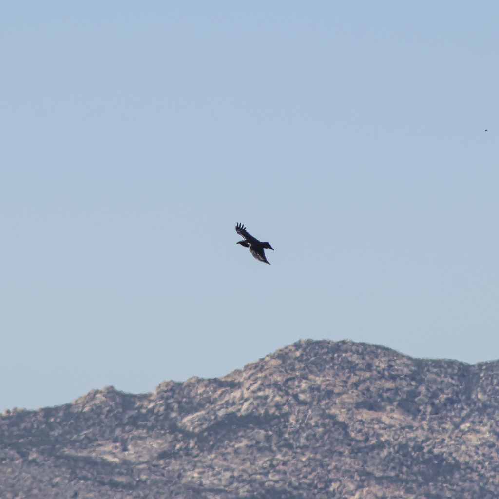 Common Raven from Ensenada, B.C., México on May 19, 2024 at 01:55 PM by ...