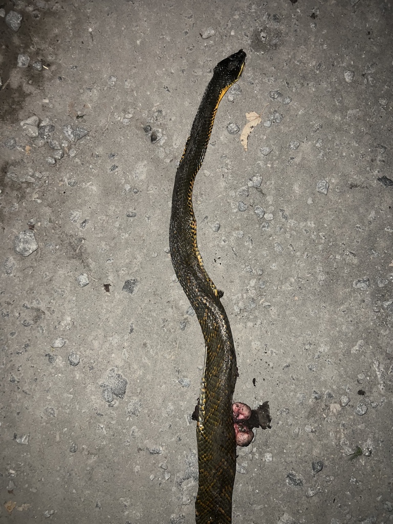 Puffing Snake from Liberia, CR-GU, CR on May 21, 2024 at 07:33 PM by ...