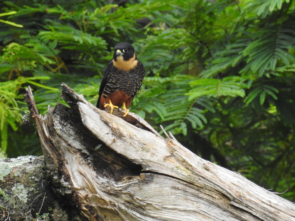 Bat Falcon from Tarso, Antioquia, Colombia on May 8, 2019 at 02:56 PM ...