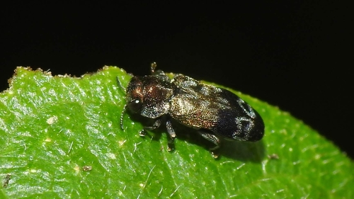 Genus Sambus · iNaturalist