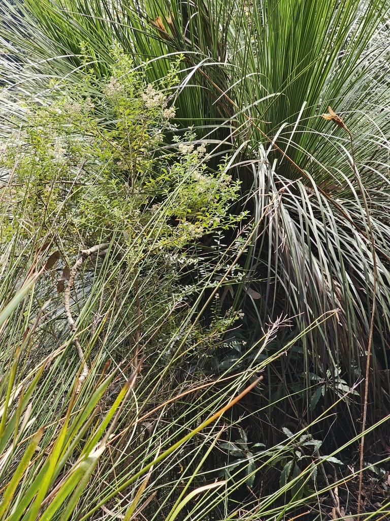 Cassinia subtropica from Springbrook QLD 4213, Australia on May 22 ...