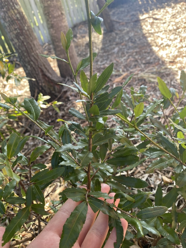 Small-leaved plane from Warwick Rd, Churchill, QLD, AU on May 23, 2024 ...