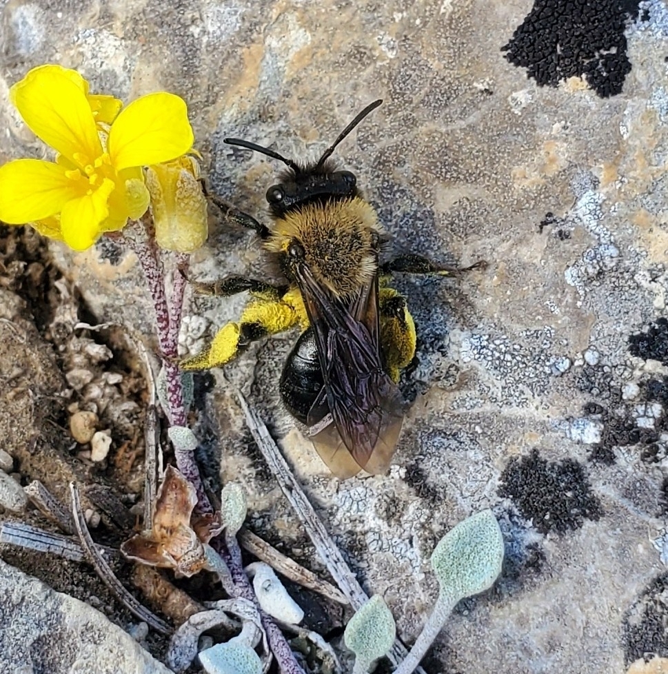 Mining Bees from Dillon, MT 59725, USA on May 15, 2024 at 10:45 AM by ...