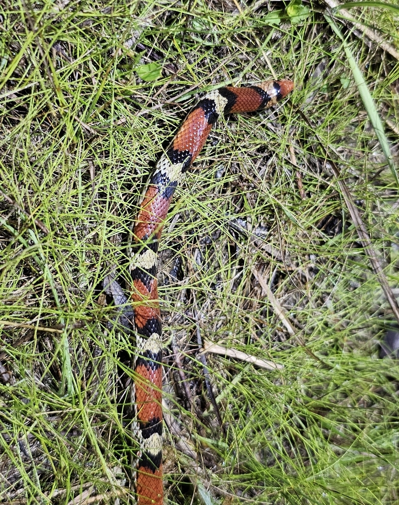 Northern Scarletsnake in May 2024 by chris jensen · iNaturalist
