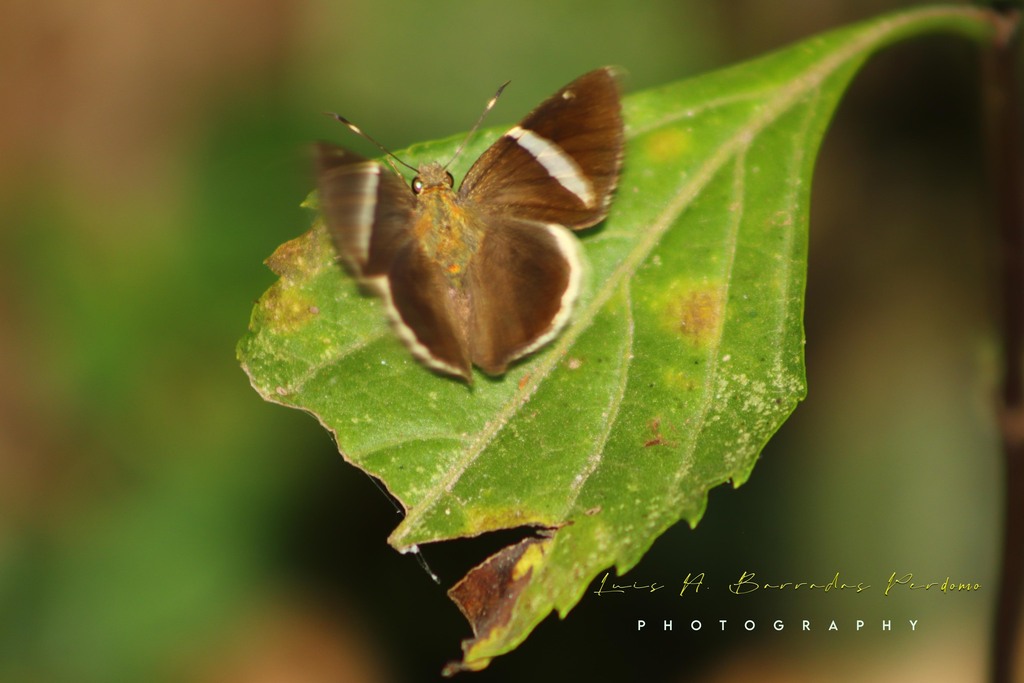 Sharp Banded-Skipper from Reserva Territorial, Col. Santa Bárbara, Ver ...