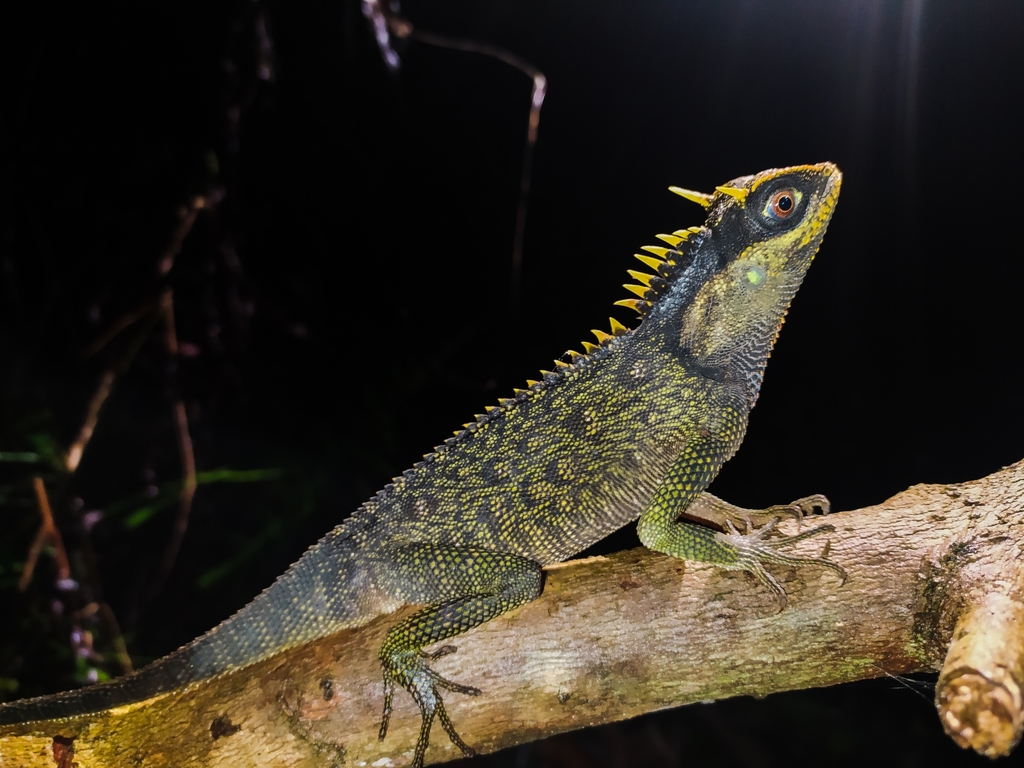 Green Pricklenape in July 2022 by Phúc Trần Nguyên · iNaturalist