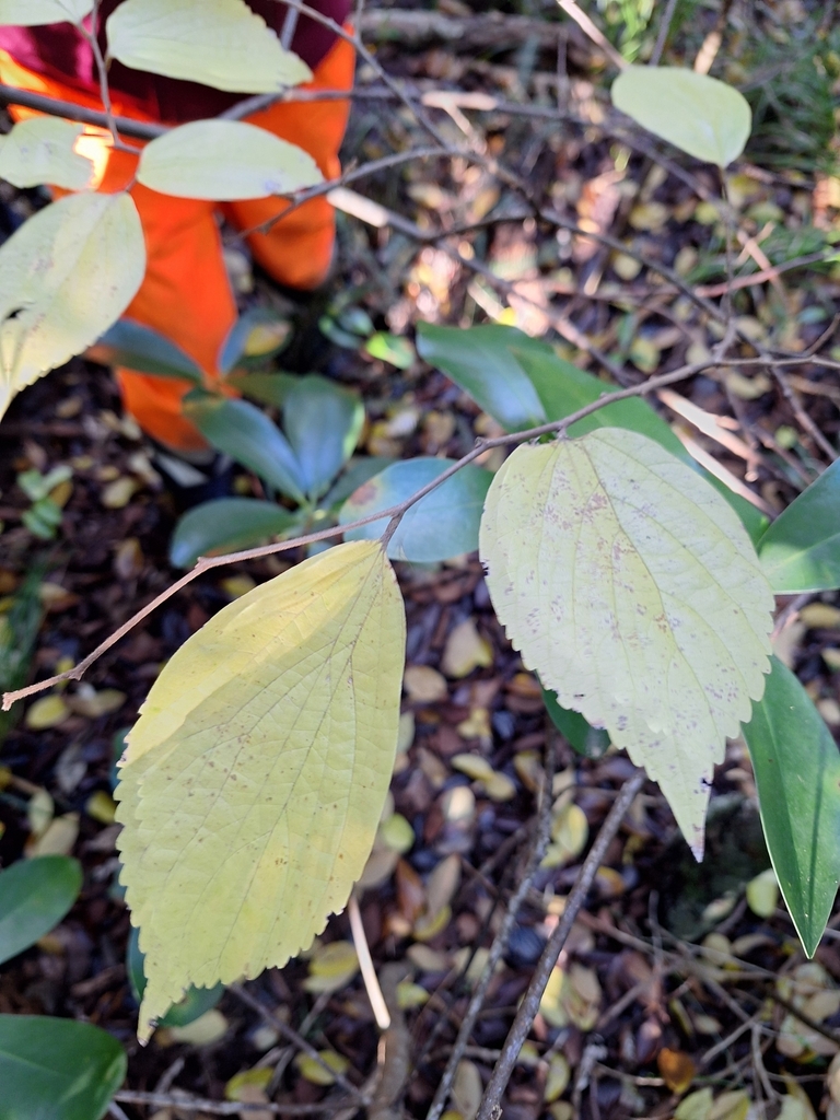 Chinese Hackberry from Mission Bay, Auckland 1071, New Zealand on May ...
