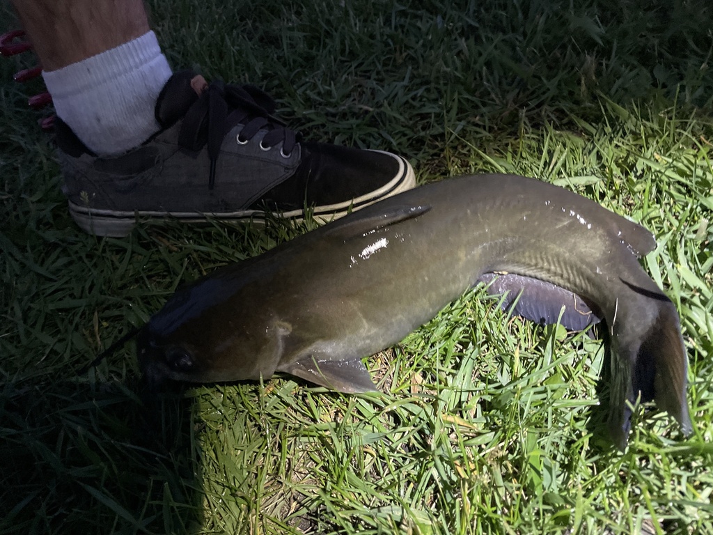 Channel Catfish from Fox River, Big Bend, WI, US on May 22, 2024 at 08: ...
