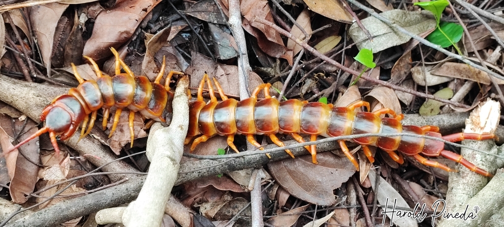 Amazonian Giant Centipede from Planeta Rica, Córdoba, Colombia on May 22, 2024 at 11:17 AM by ...