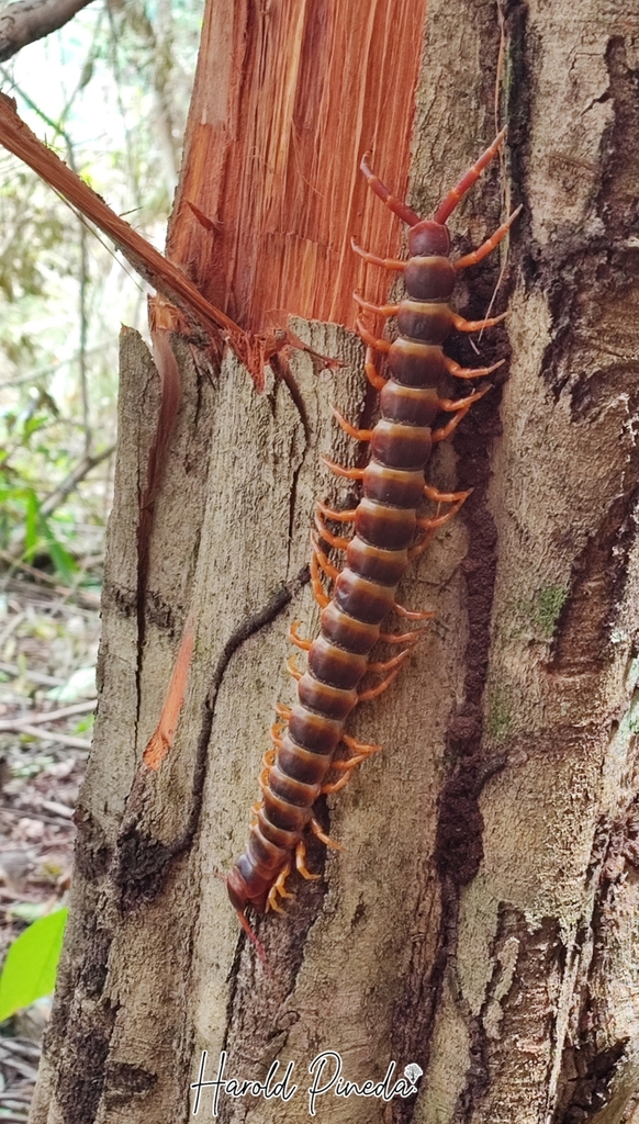 Amazonian Giant Centipede from Planeta Rica, Córdoba, Colombia on May 22, 2024 at 11:14 AM by ...