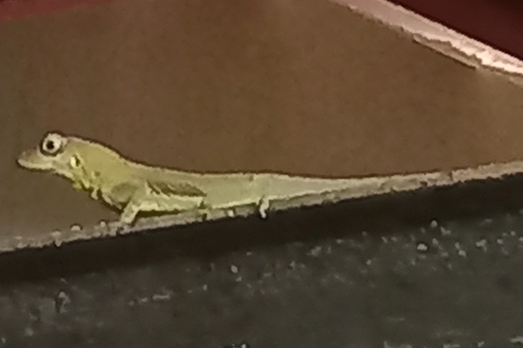 Grenada Tree Anole from Mason Hall, Trinidad and Tobago on May 22, 2024 ...