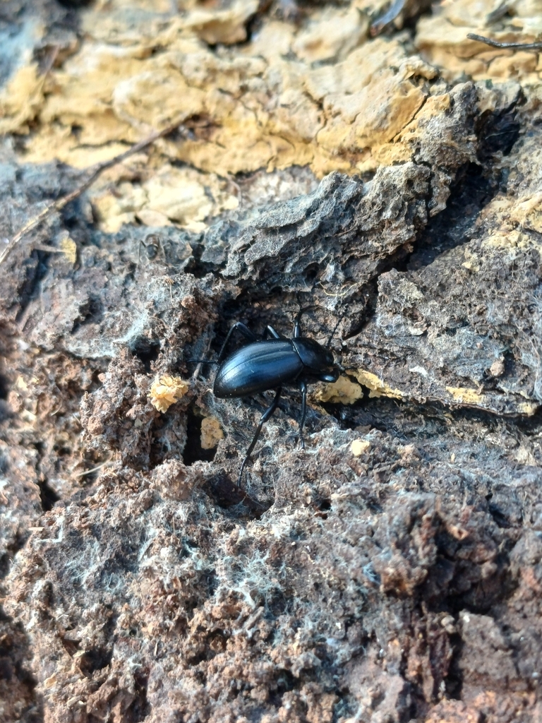 Pinacates desde Acuitzio, MX-MC, MX el 22 de mayo de 2024 a las 04:50 ...