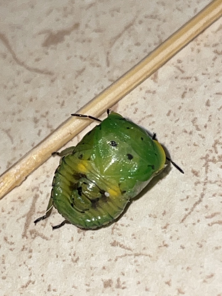 Green Stink Bugs from Noble St, Maypearl, TX, US on May 22, 2024 at 10: ...