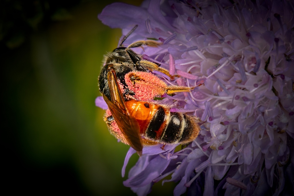 Large Scabious Mining Bee from 851 10 Jarovce, Slovensko on May 22 ...