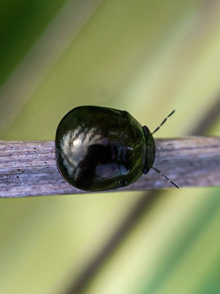 Brachyplatys subaeneus from Felda Raja Alias 04, Bandar Seri Jempol ...