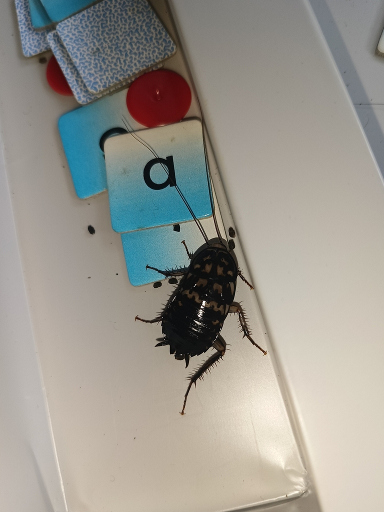 Harlequin Cockroach from Don Marcelino on May 23, 2024 at 01:00 PM by ...