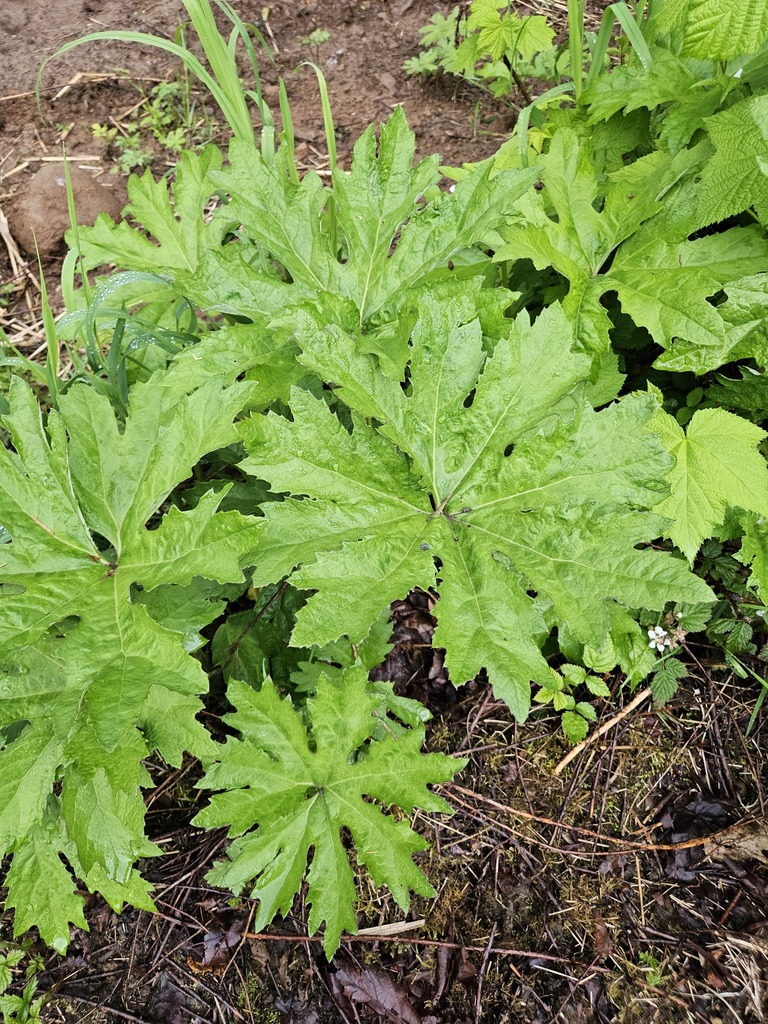 Western Sweet Coltsfoot from Tillamook County, OR, USA on May 22, 2024 ...