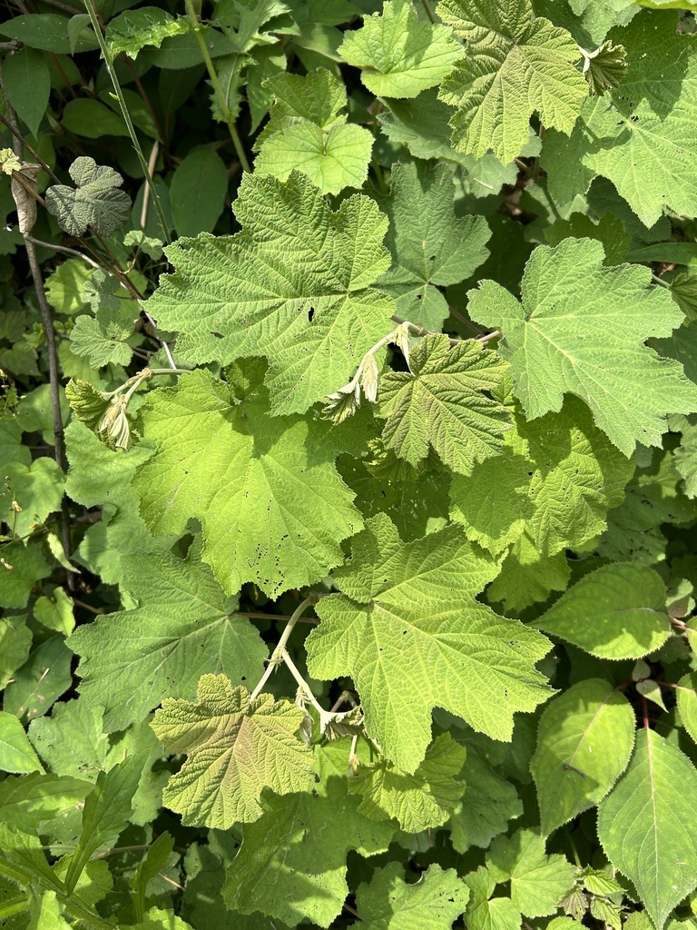Giant bramble from Pingshan, Yibin, Sichuan, CN on May 21, 2024 at 12: ...