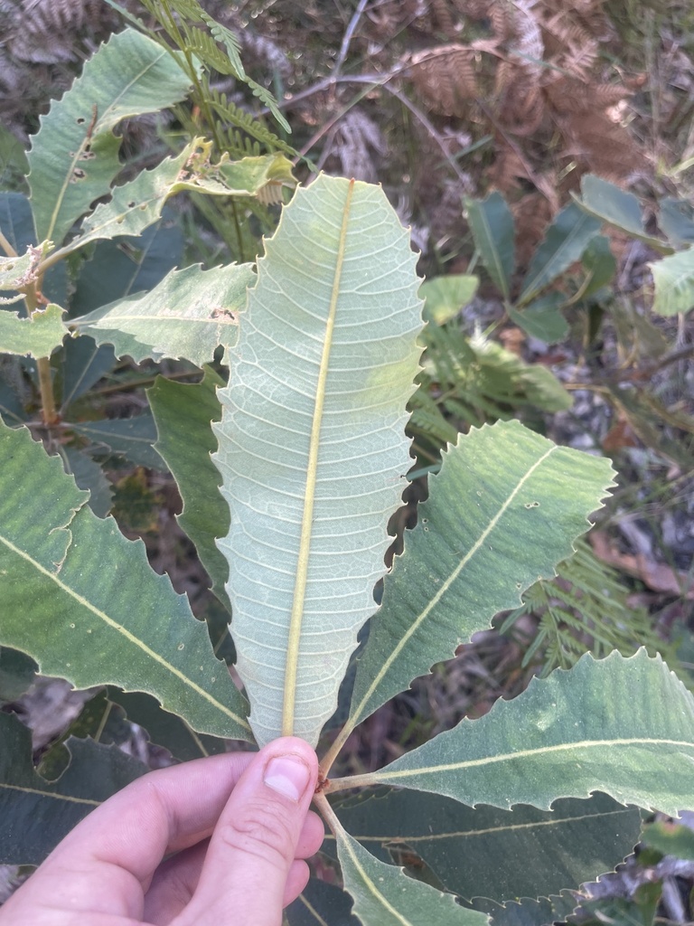 Swamp Banksia from Mooloolah River National Park, Sippy Downs, QLD, AU ...