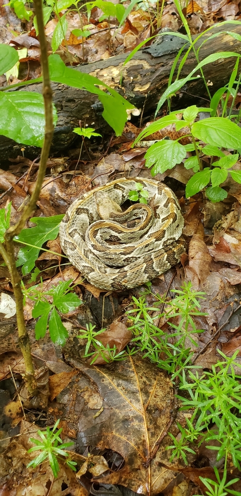 Timber Rattlesnake in May 2019 by Aaron Peters · iNaturalist