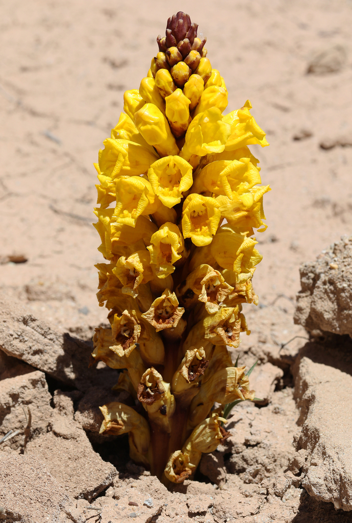 Cistanche lutea from Granada, ES-AN, ES on May 7, 2024 at 02:39 PM by ...