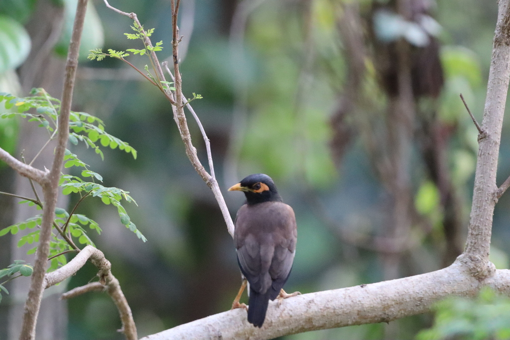 Common Myna from Mylappuram, Down Hill, Malappuram, Kerala 676505 ...
