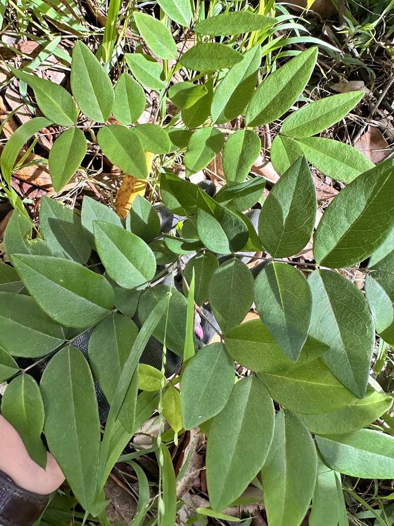 Chinese Indigo from Bundara Reserve, North Ryde, NSW, AU on May 15 ...