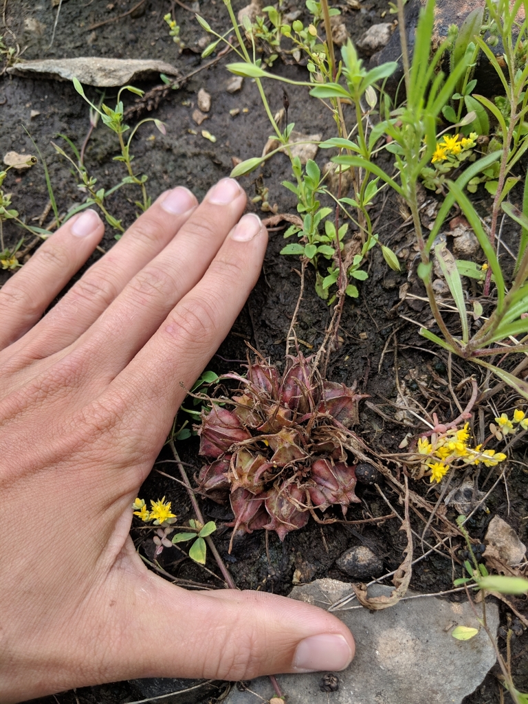 Stemless Evening Primrose in May 2019 by James K Green · iNaturalist