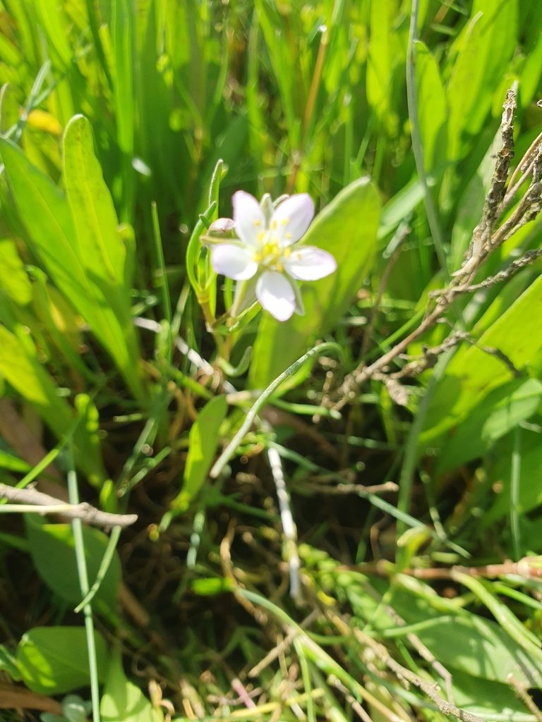 Greater Sea-spurry from Colchester CO7 8RE, UK on May 23, 2024 at 04:02 ...