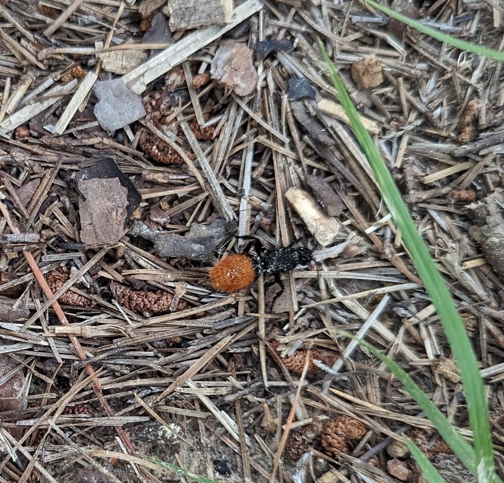 Klug's Velvet Ant from Smithville, TX 78957, USA on May 23, 2024 at 09: ...