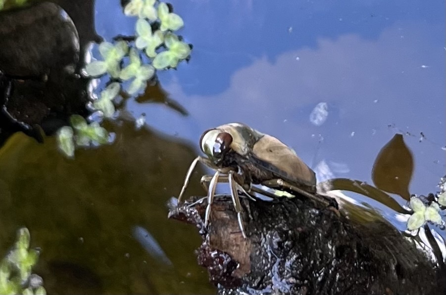 Eurasian Greater Water Boatman from Wadham Road, London, England, GB on ...