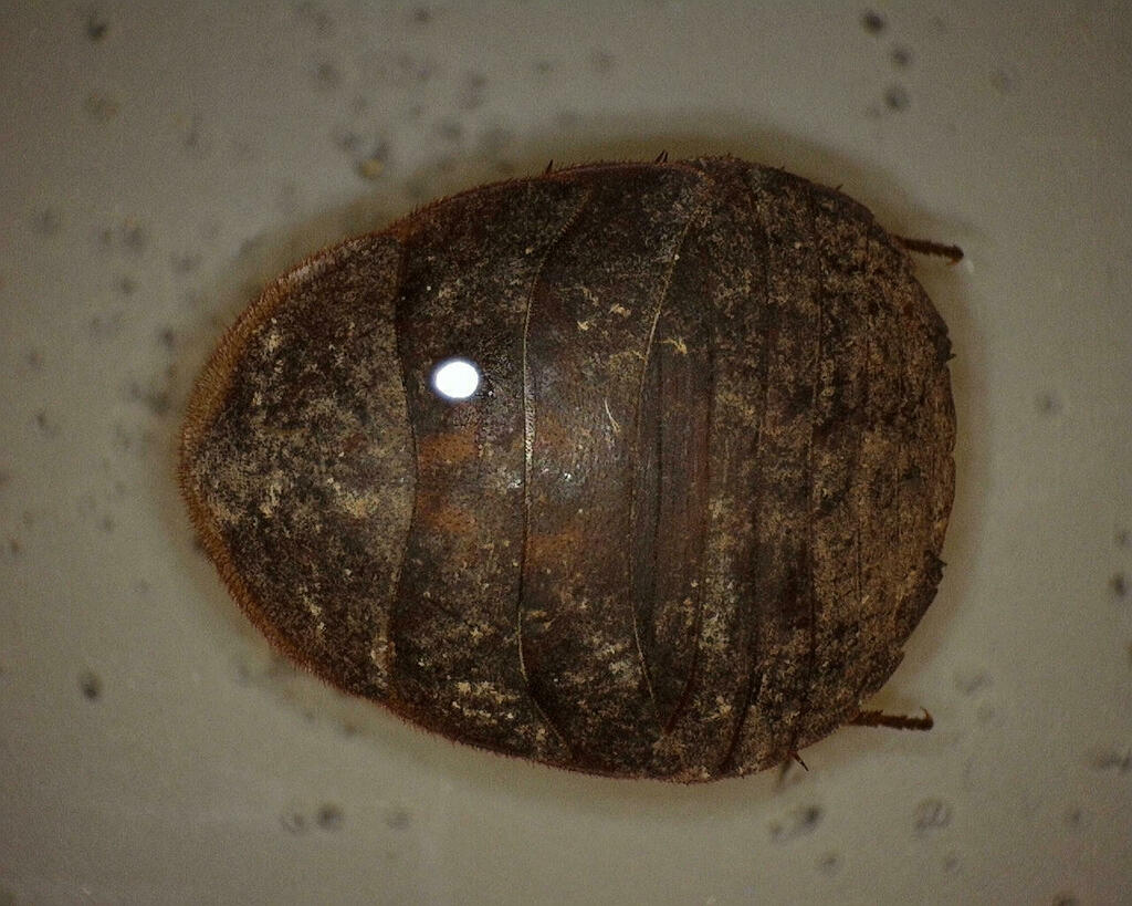 Boll’s Sandroach from Kimble County, TX, USA on May 16, 2023 at 11:57 ...