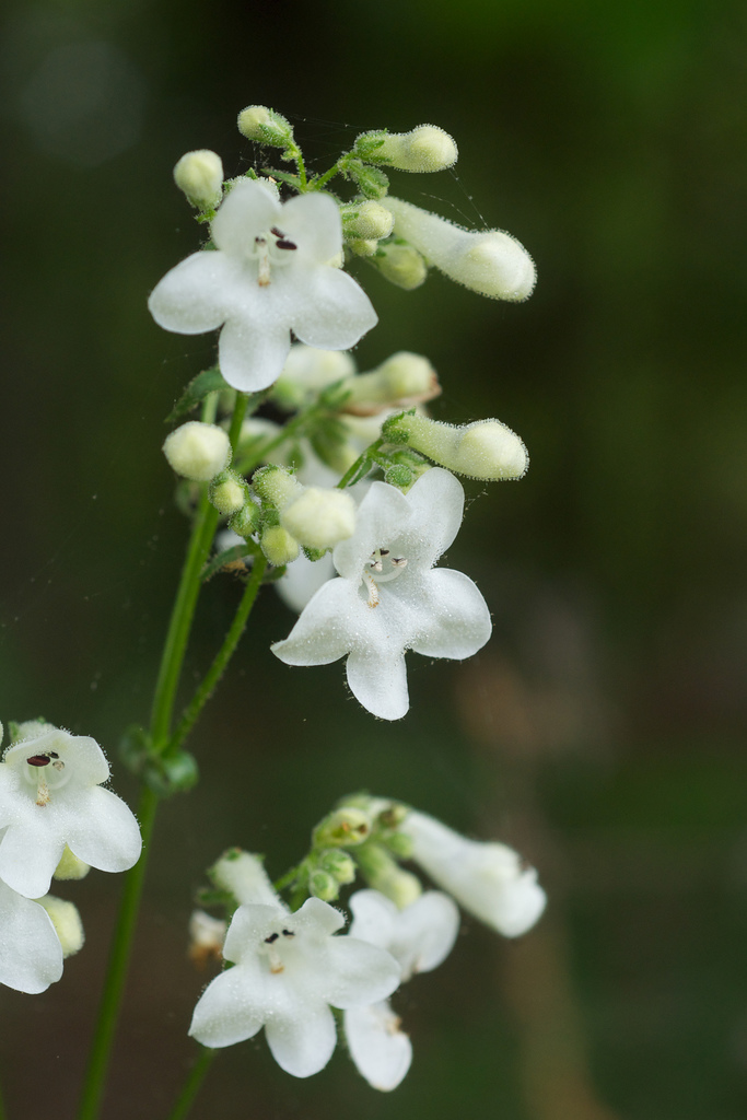 White Wand Beardtongue from Denton County, US-TX, US on May 16, 2002 by ...