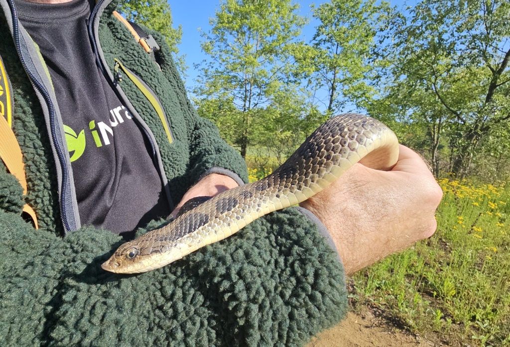 Eastern Hognose Snake in May 2024 by Owen Ridgen. Basking by its burrow ...