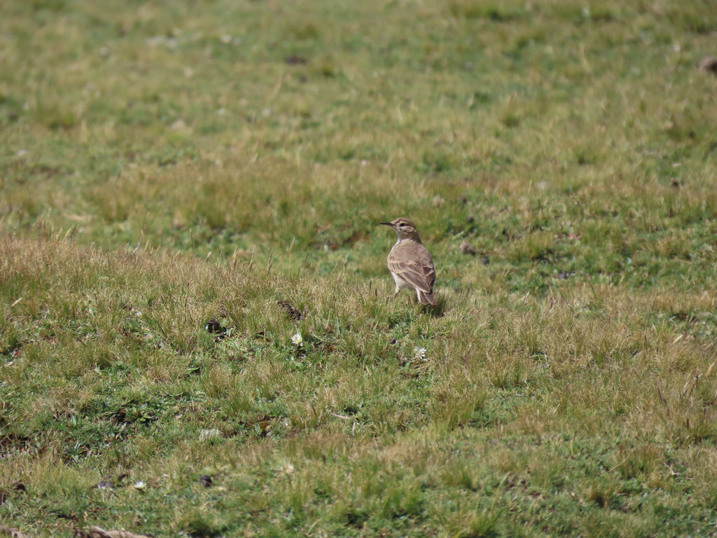 Common Miner from Junín, Peru on May 18, 2024 at 12:44 PM by Luis ...