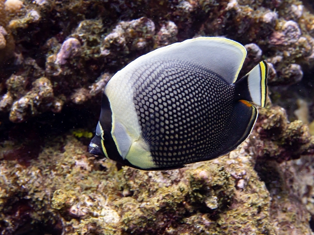 Reticulate Butterflyfish in May 2022 by Joey Latsha-Gamboa · iNaturalist