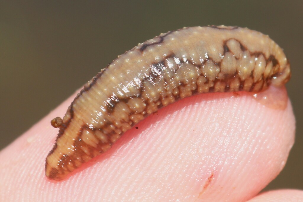 Smooth Turtle Leech in May 2024 by brandonh1 · iNaturalist